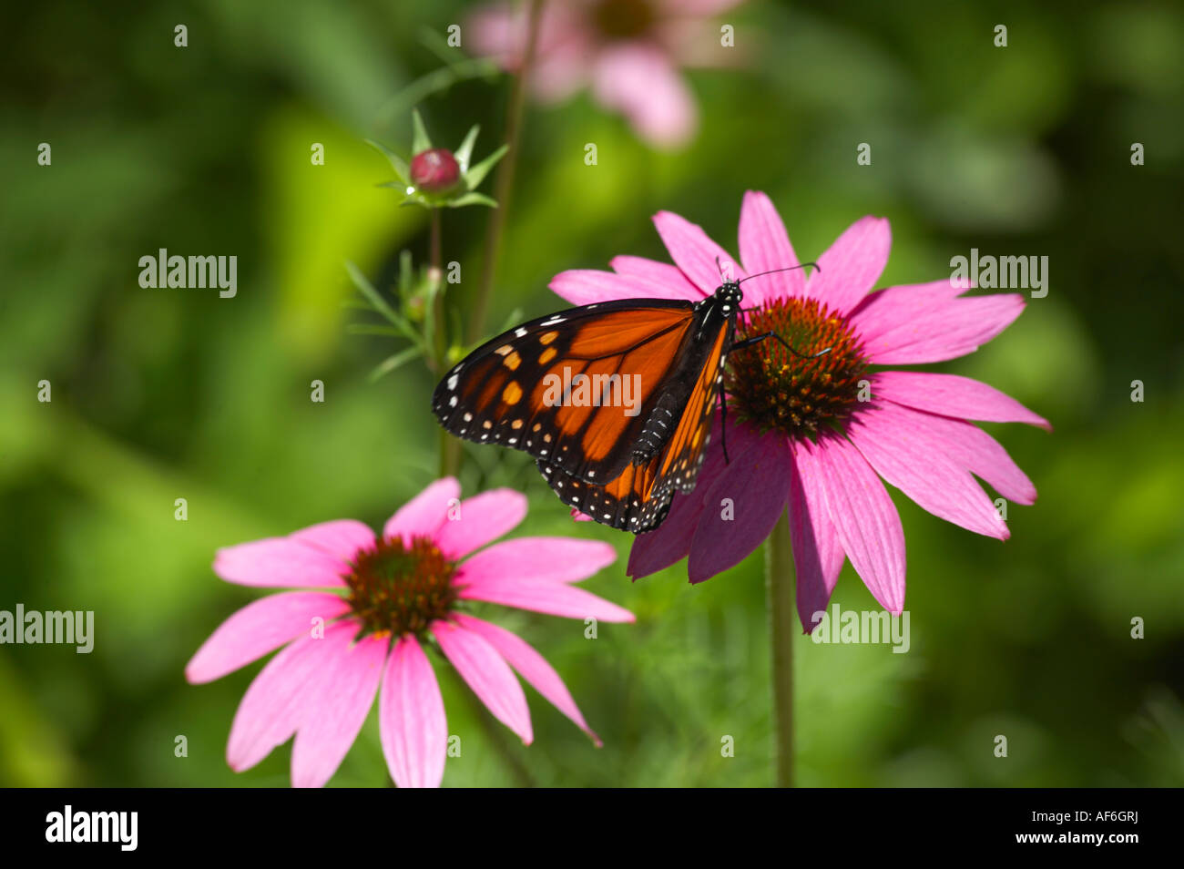 Monarch butterfly Danaus plexippus also known as Wanderer Butterfly on ...