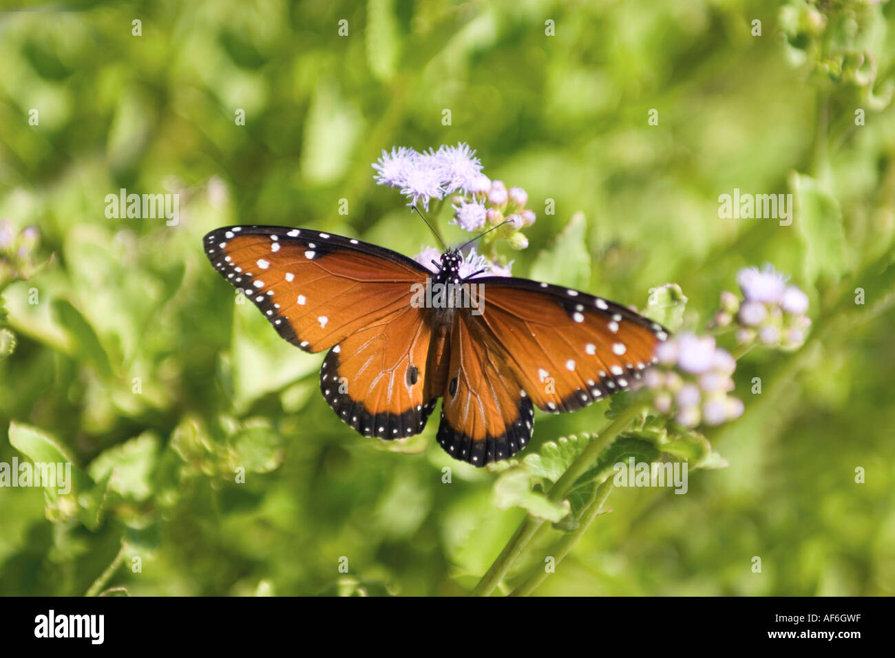 Monarch Butter fly wings open Stock Photo - Alamy