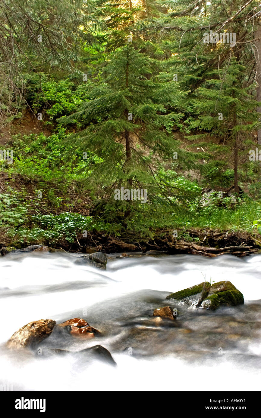 Mountain stream pine tree Stock Photo - Alamy