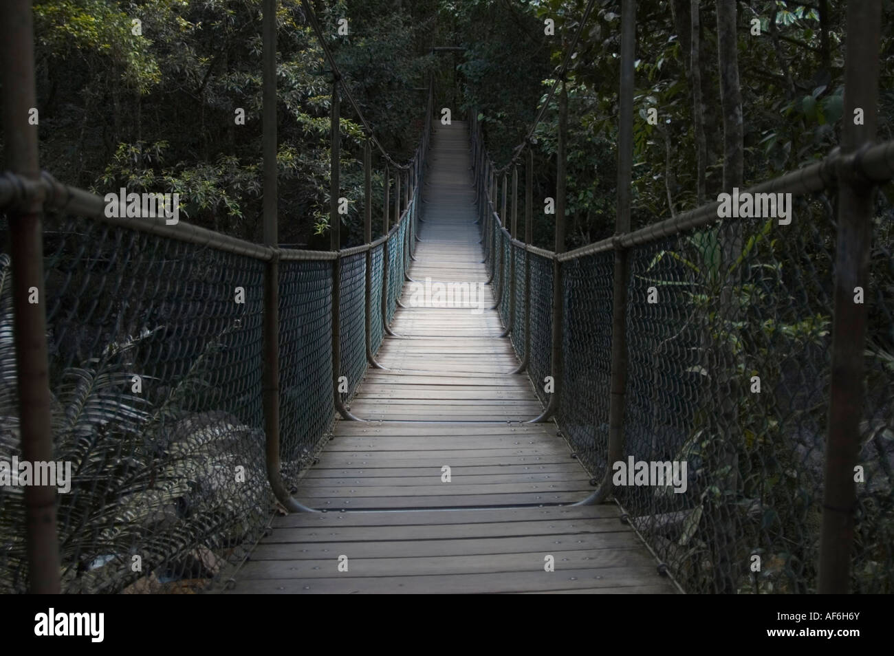 Footbridge leading to Mossman Gorge, Daintree National Park, Queensland ...