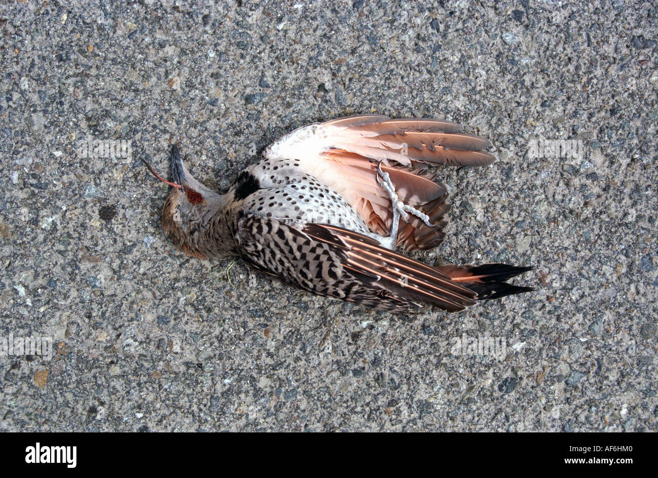 Northern Flicker roadkill on tarmac road Stock Photo - Alamy