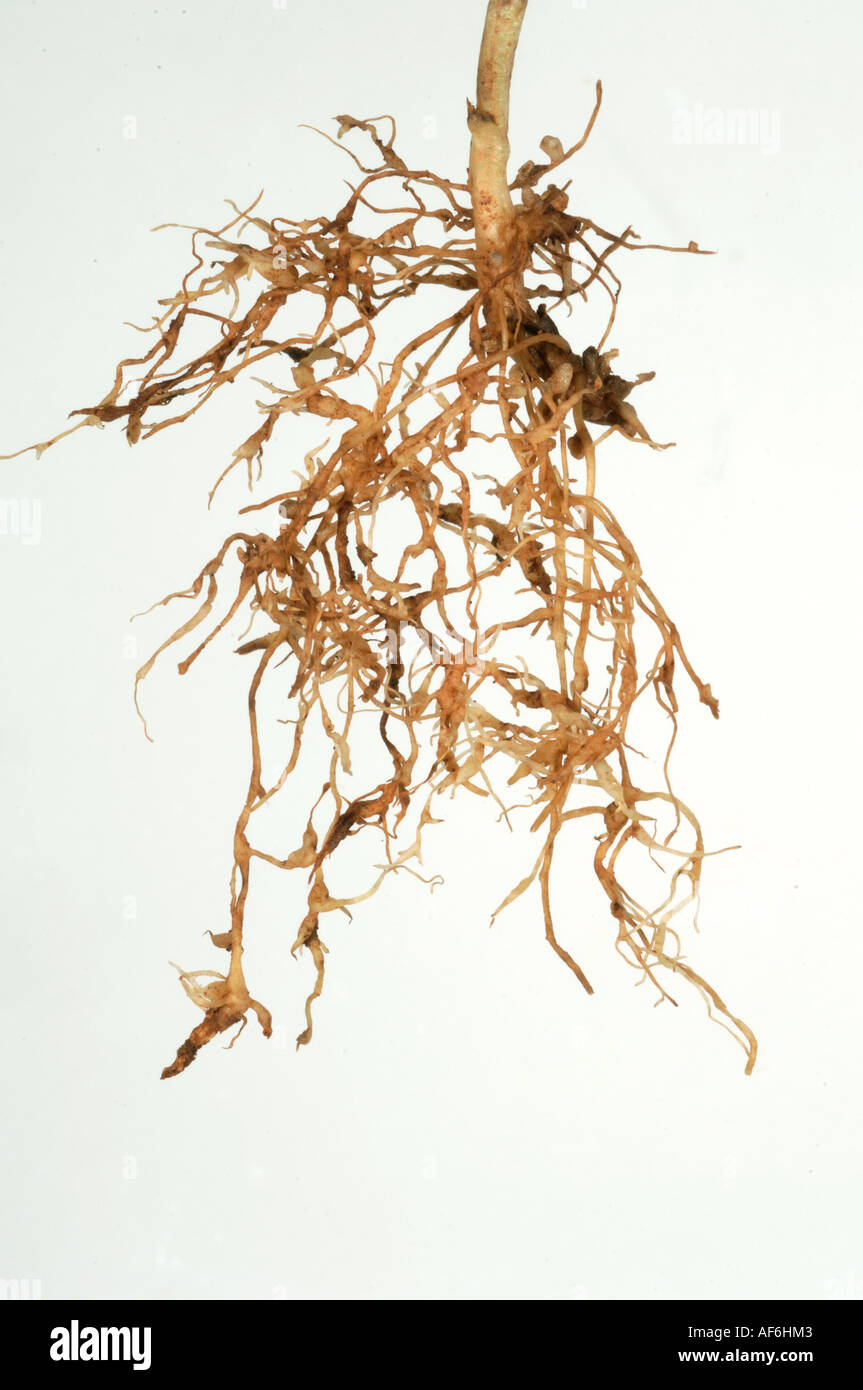 Pea roots with galls caused by root knot nematode Meloidogyne hapla ...