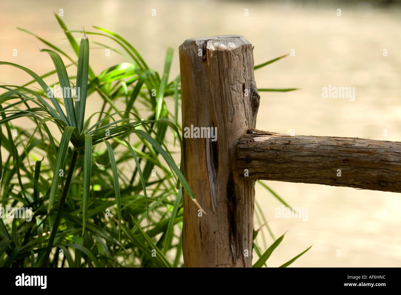 Weed weeds texas hi-res stock photography and images - Alamy