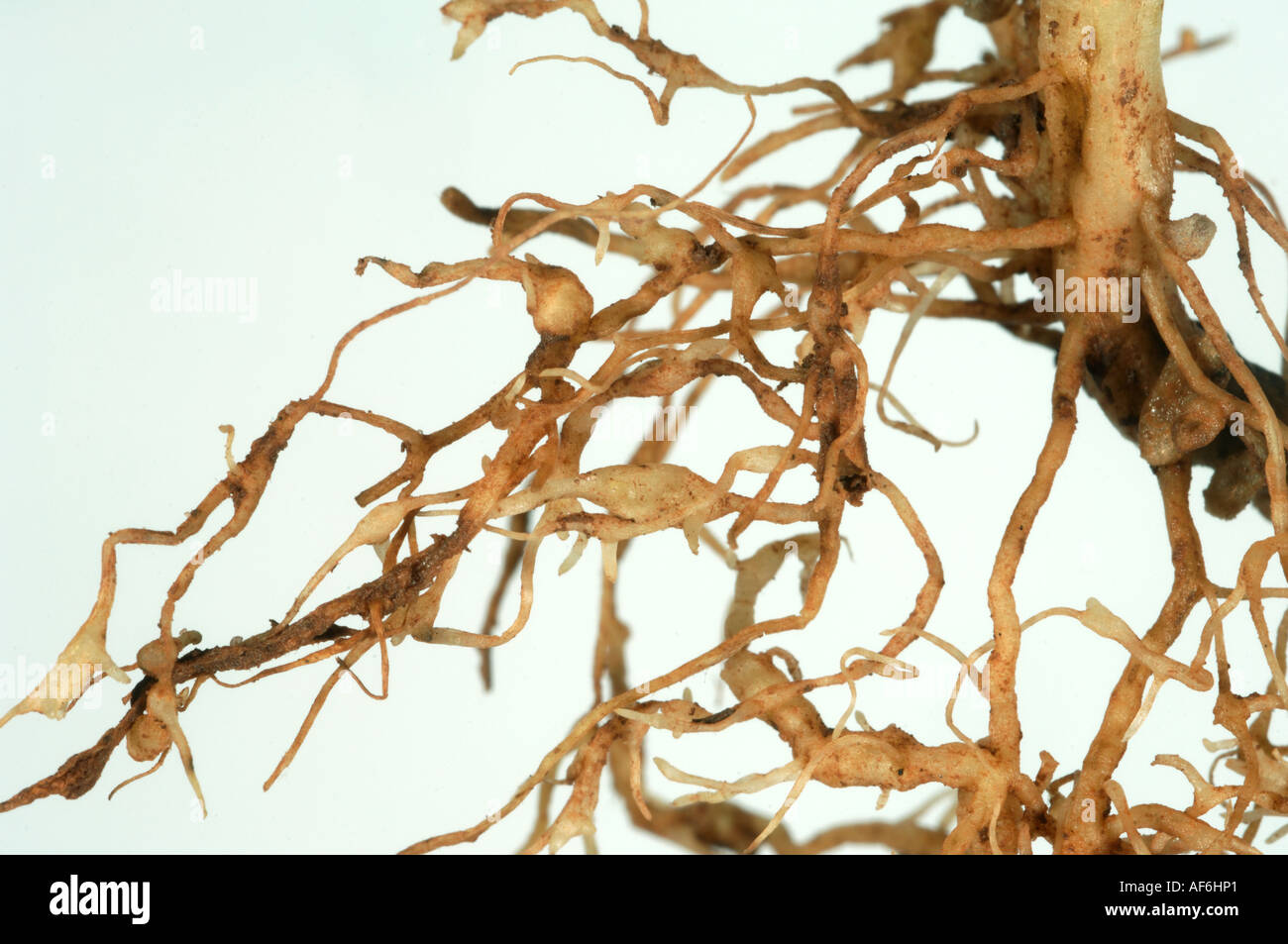 Pea roots with galls caused by root knot nematode Meloidogyne hapla ...