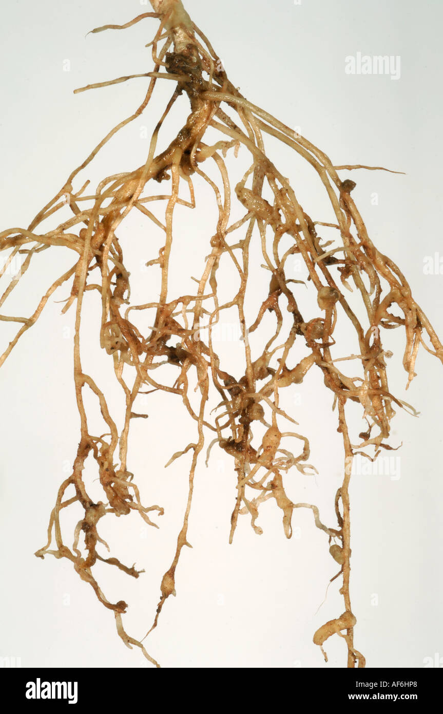 Pea roots with galls caused by root knot nematode Meloidogyne hapla ...