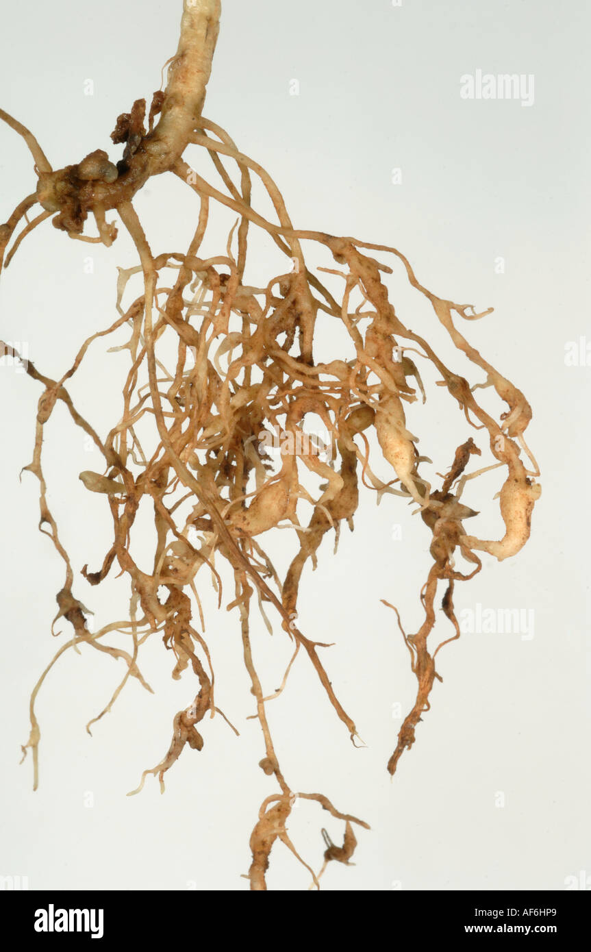 Pea roots with galls caused by root knot nematode Meloidogyne hapla ...