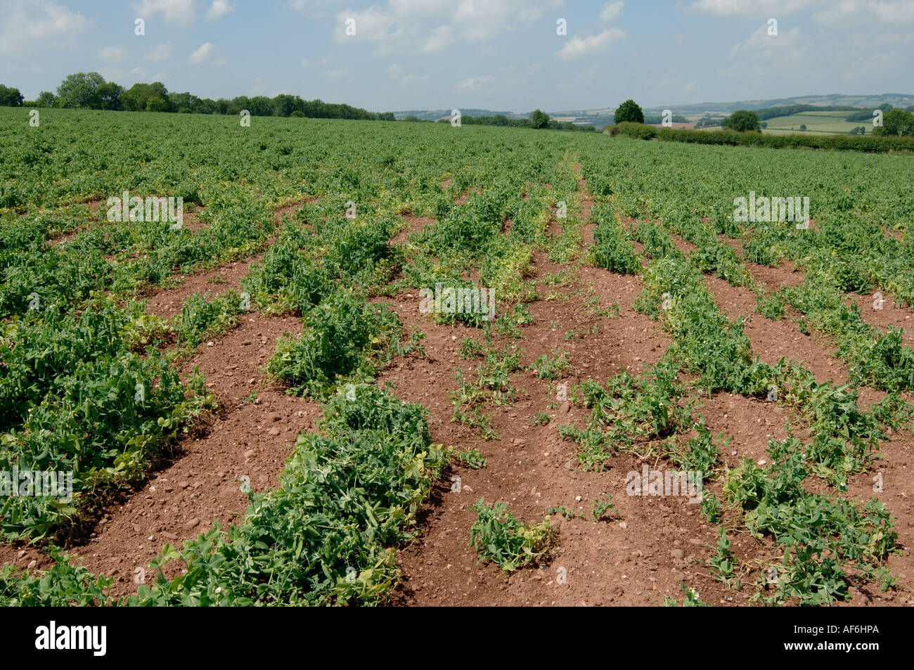 Pea crop in po seriously damaged by root knot nematode Meloidogyne ...