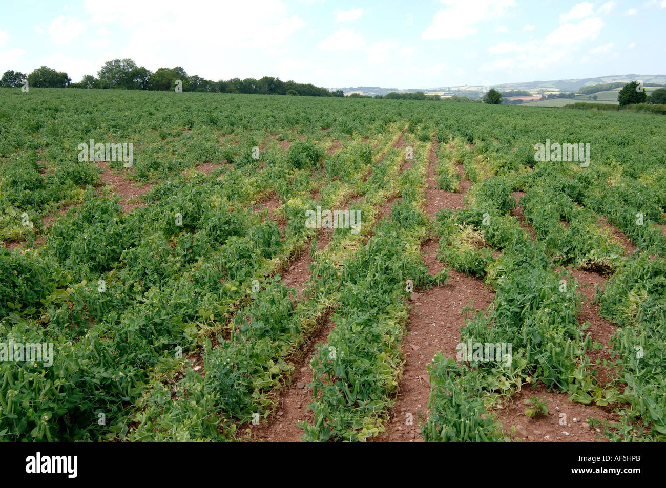 Pea crop in po seriously damaged by root knot nematode Meloidogyne ...