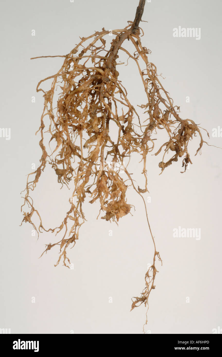 Pea roots with galls caused by root knot nematode Meloidogyne hapla ...