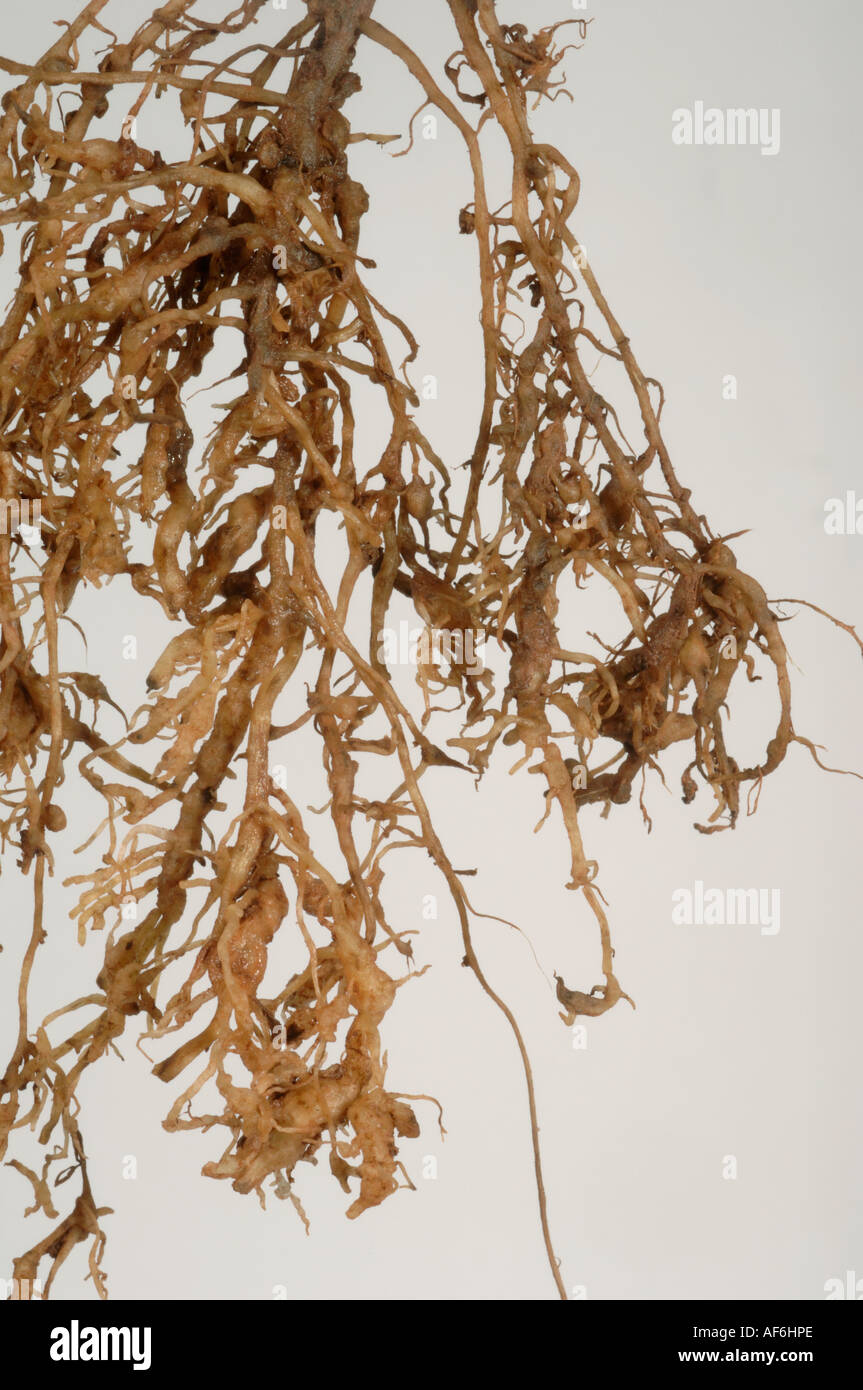 Pea roots with galls caused by root knot nematode Meloidogyne hapla ...