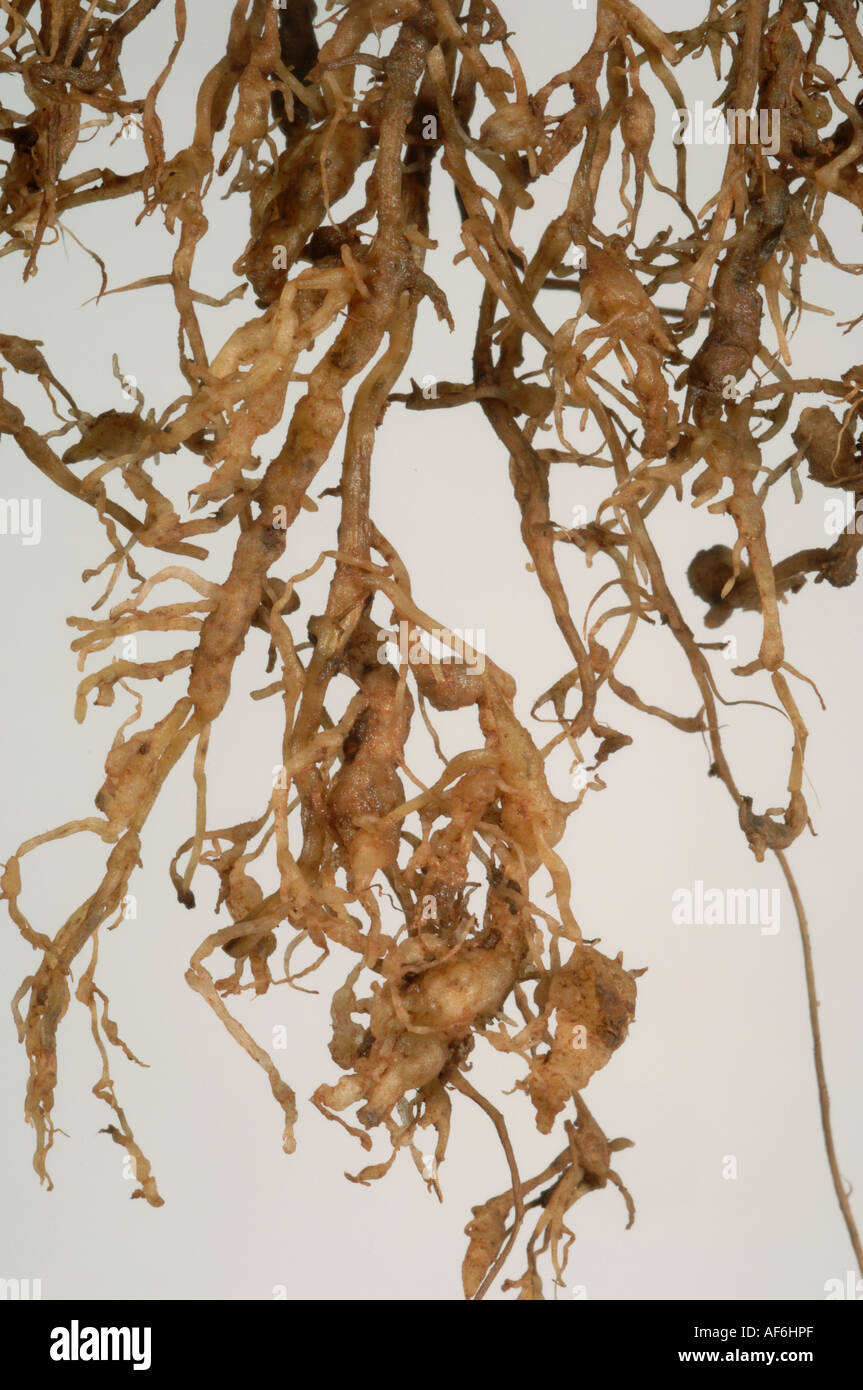 Pea roots with galls caused by root knot nematode Meloidogyne hapla ...
