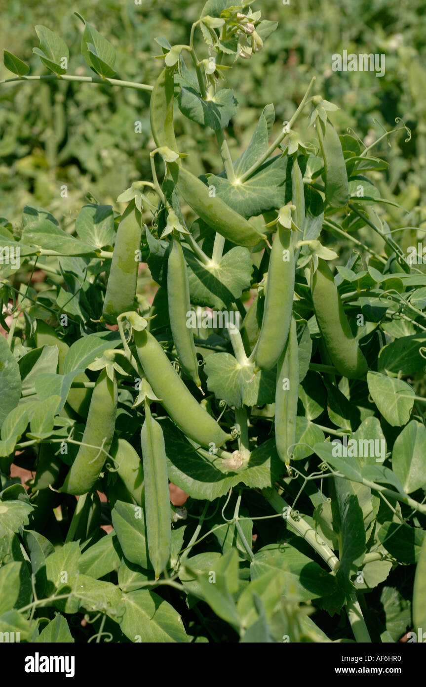 Picking peas pod hi-res stock photography and images - Alamy