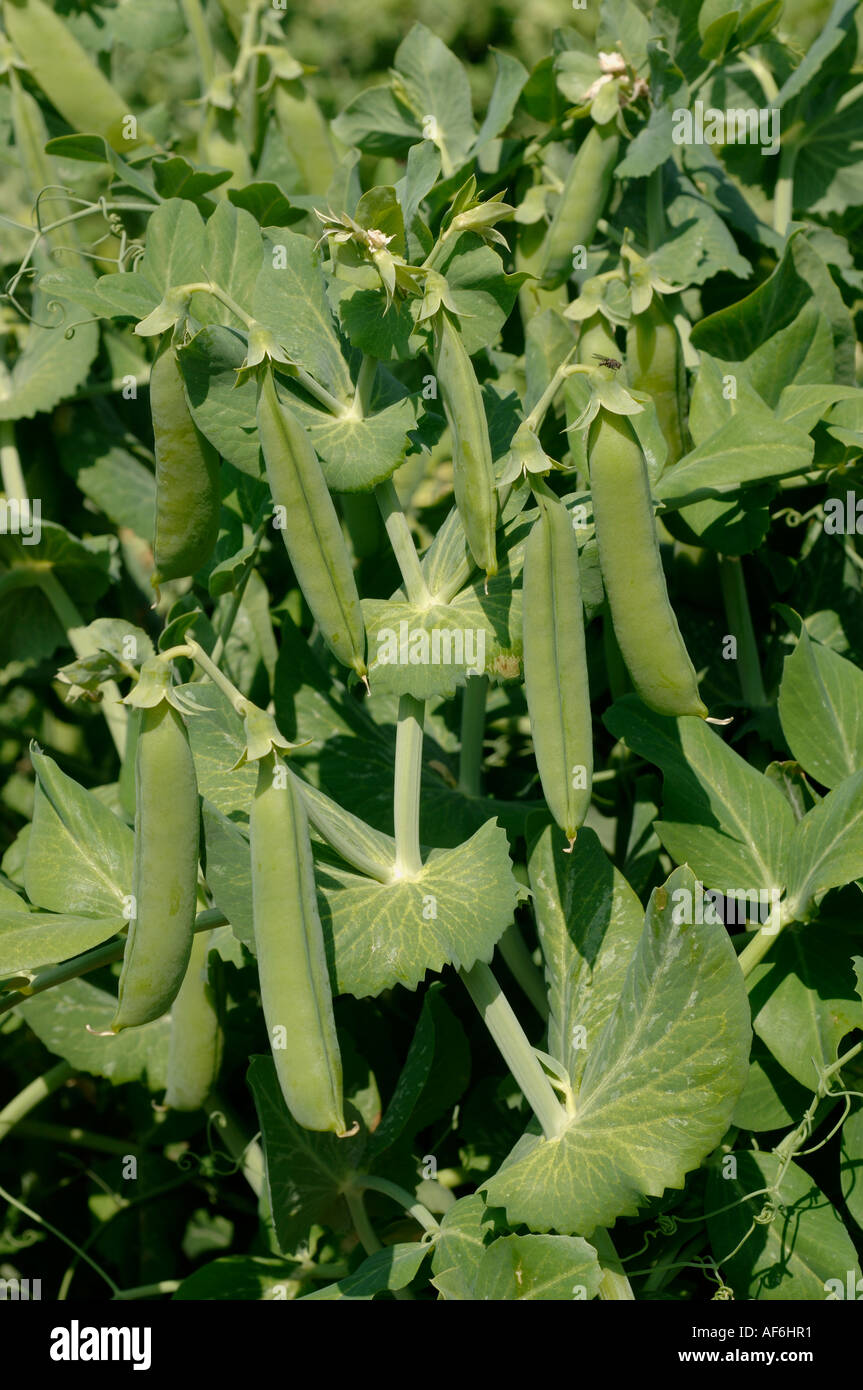 Picking Peas Pod High Resolution Stock Photography and Images - Alamy