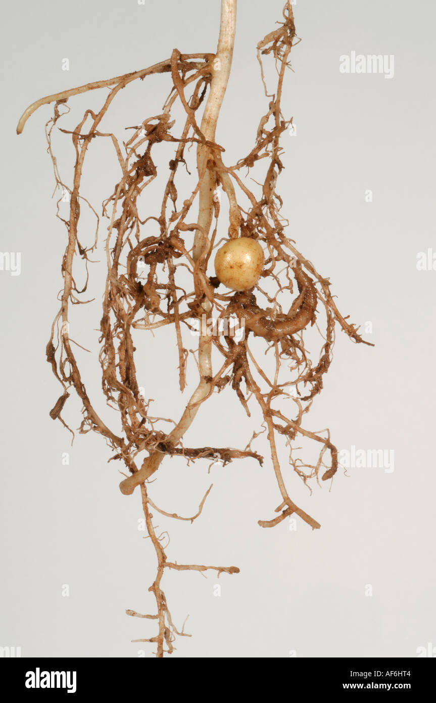 Potato roots with galls caused by root knot nematode Meloidogyne Stock ...