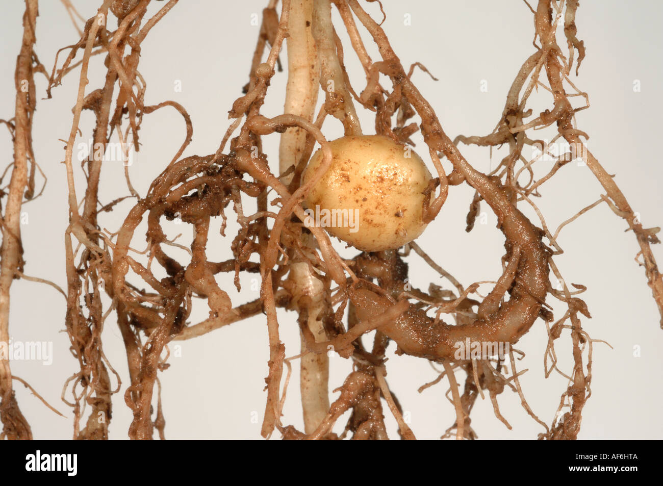 Potato roots with galls caused by root knot nematode Meloidogyne Stock ...