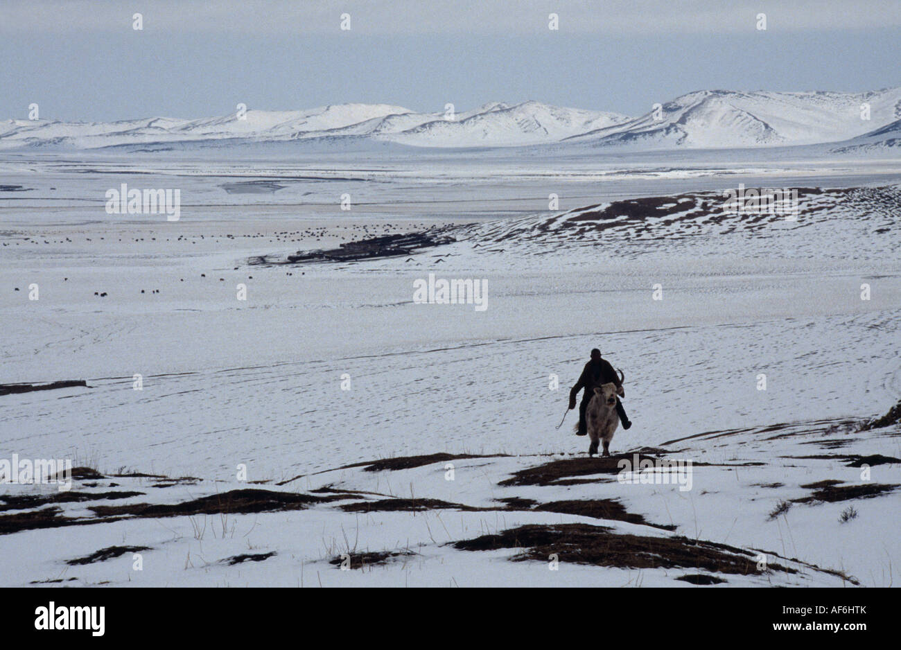 Yak riding hi-res stock photography and images - Alamy