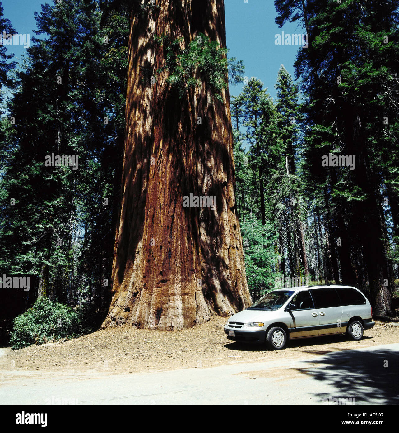 Redwood national park car tree hi-res stock photography and images - Alamy