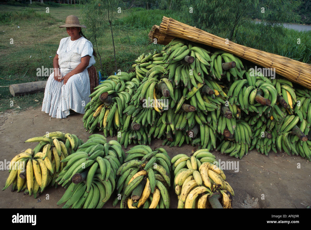Bolivian flora and fauna hi-res stock photography and images - Alamy