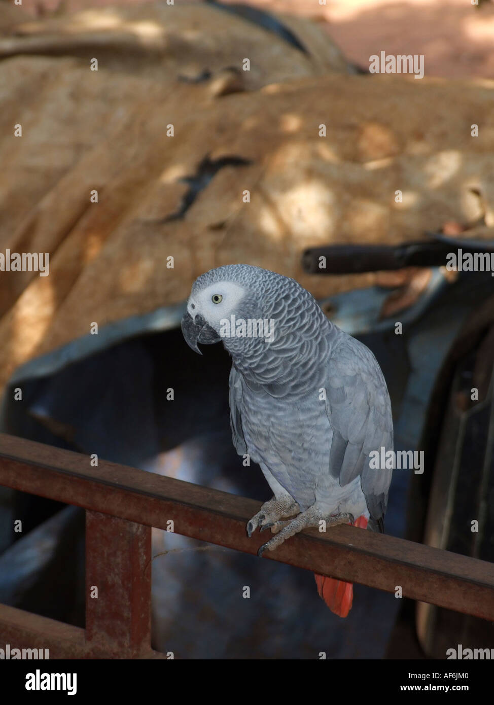 Parrot intelligence hi-res stock photography and images - Alamy