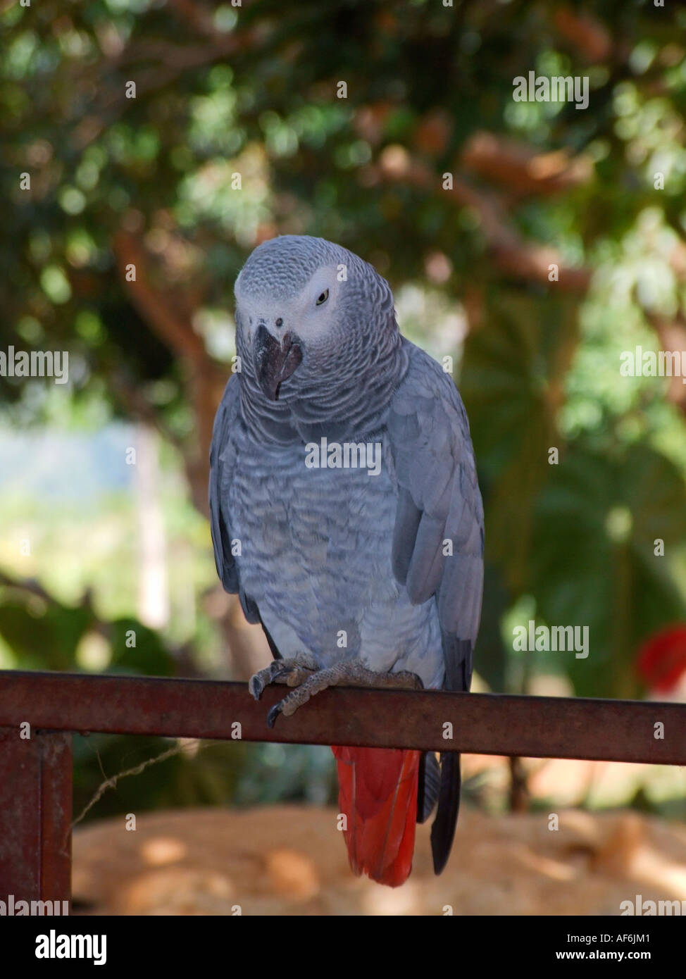 Congo African Grey parrot Stock Photo - Alamy