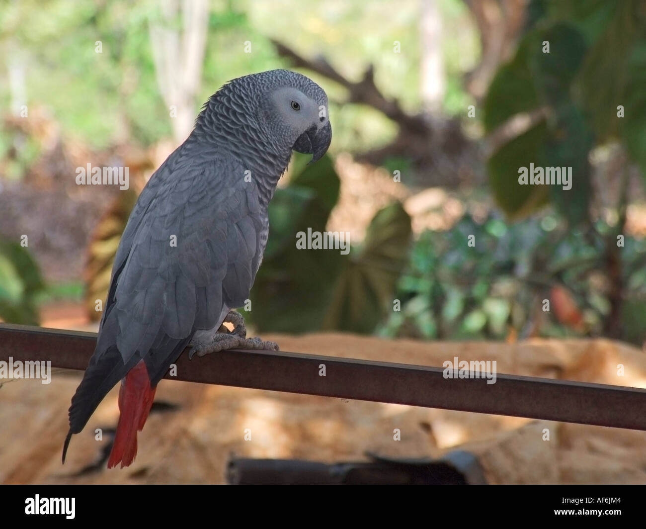 Congo African Grey parrot Stock Photo - Alamy