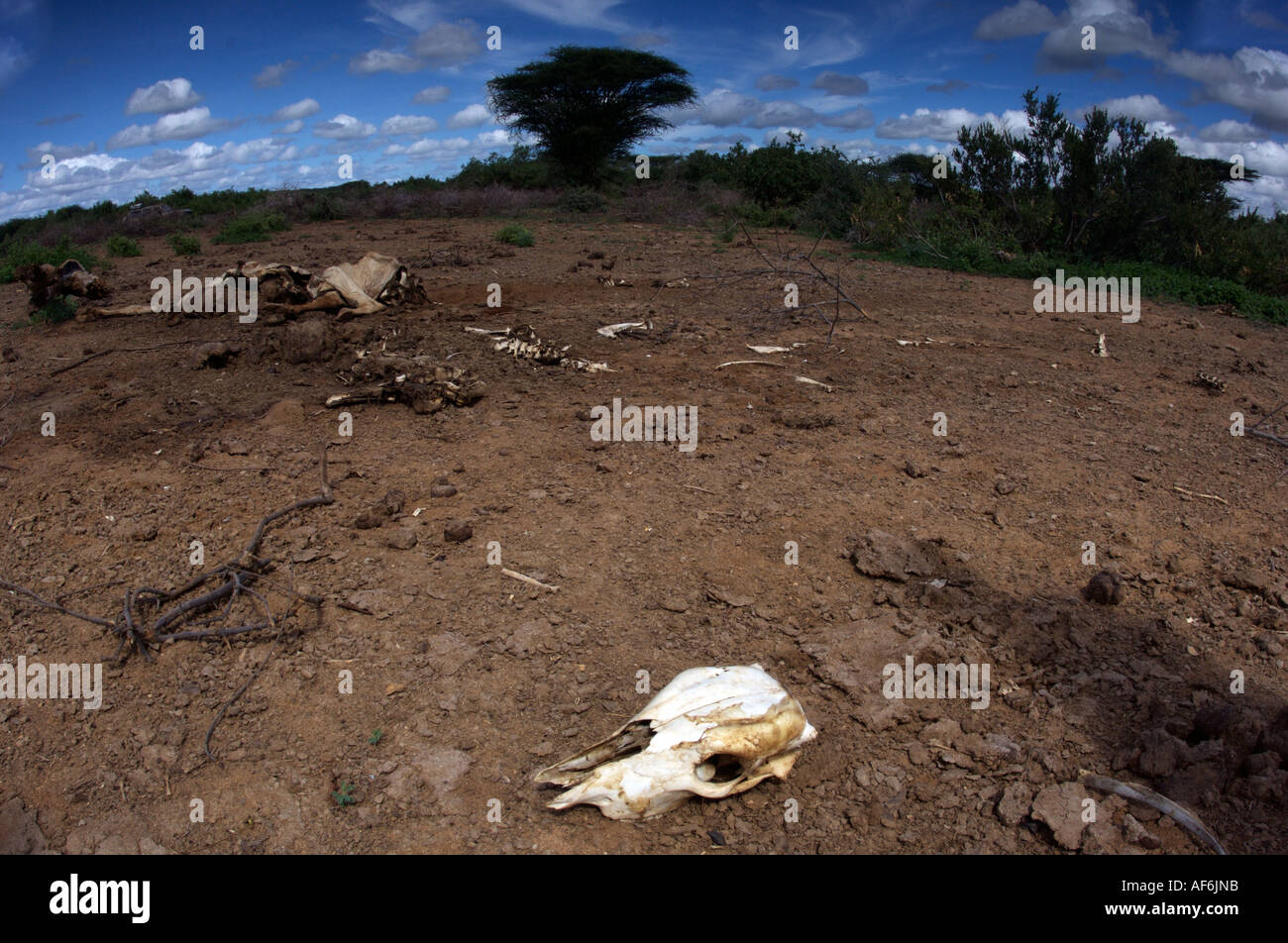 Nomadic Somali tribes using camels to carry their entire houses in ...