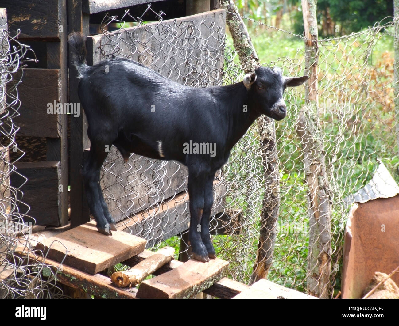 Male billy goat standing on hi-res stock photography and images - Alamy