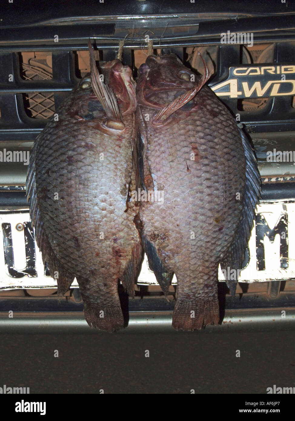 Two tilapia fish tied to the front of a car to keep cool Stock Photo ...
