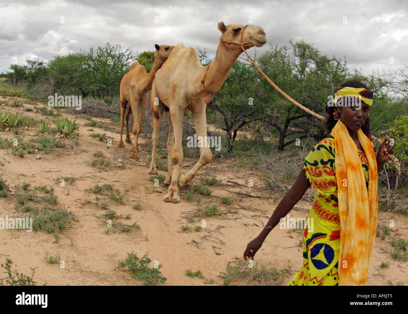 Nomadic Somali tribes using camels to carry their entire houses in ...