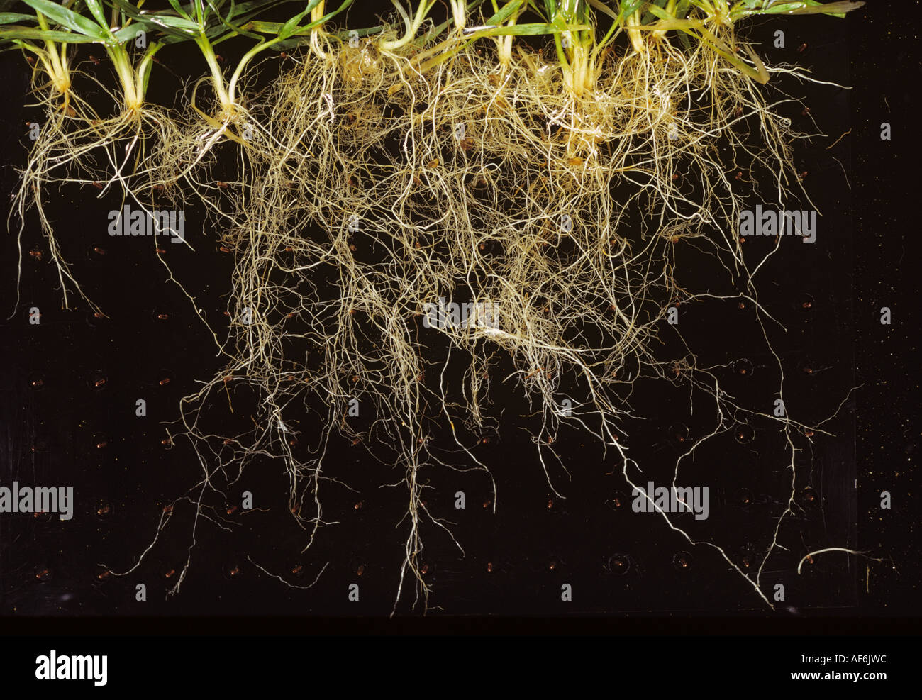 Sampled winter wheat seedling roots establishing after direct drilling ...