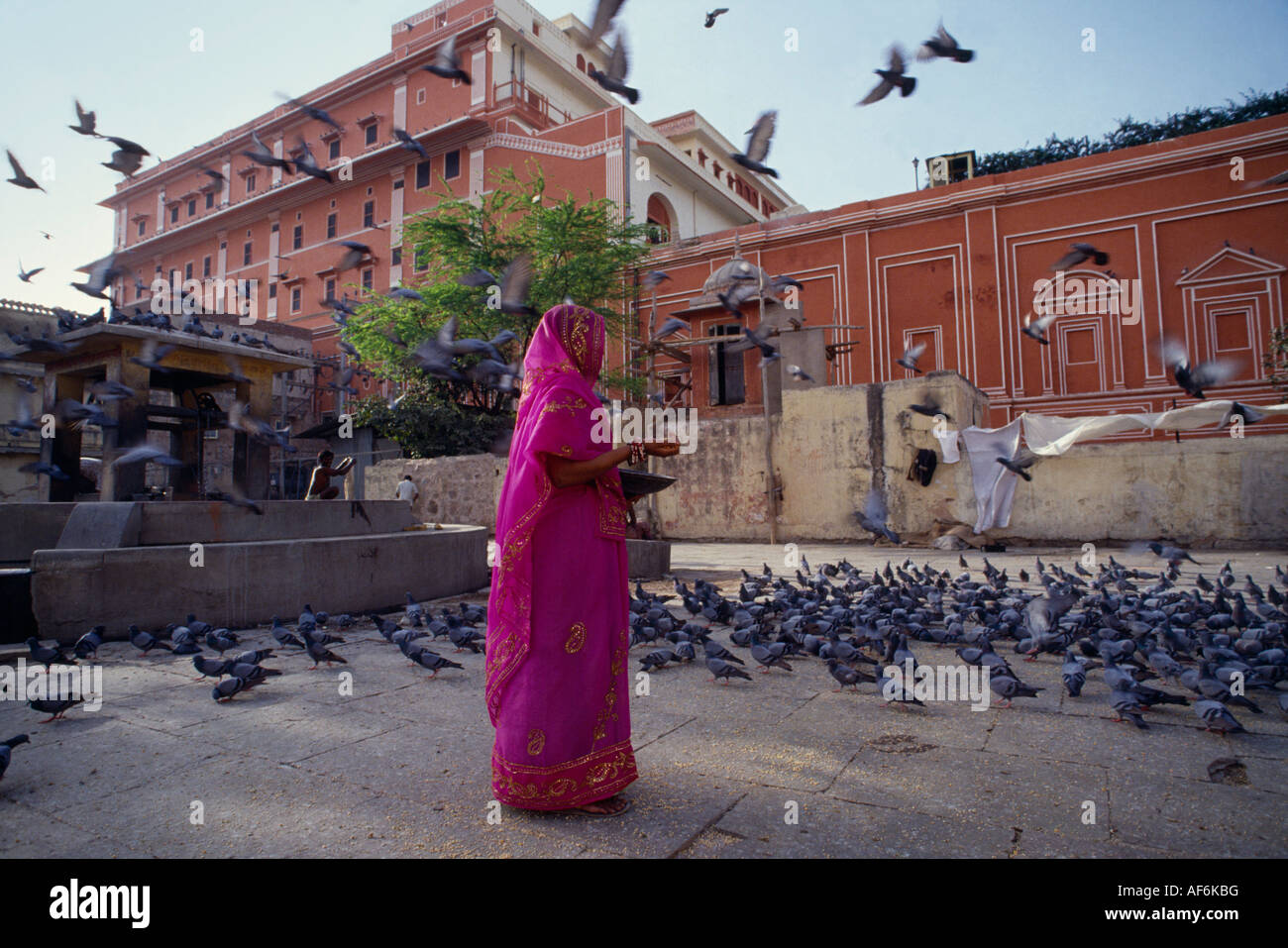 INDIA South Asia Rajasthan Jaipur Woman in pink and gold sari feeding ...