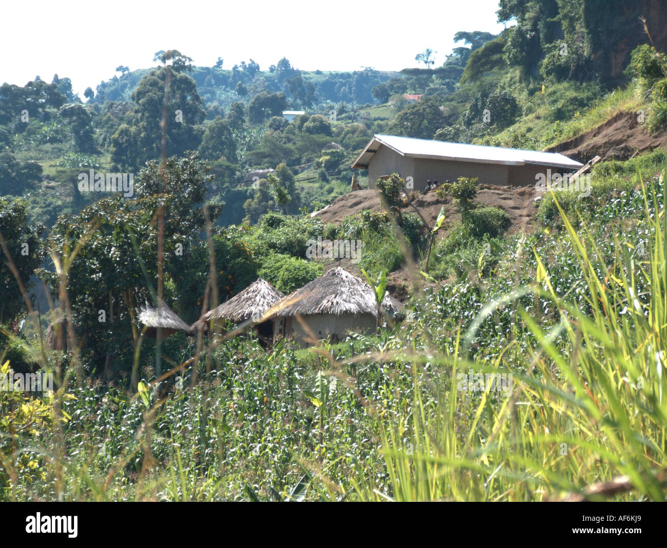 Homestead of a Sabiny family on the slopes of Mount Elgon Stock Photo ...