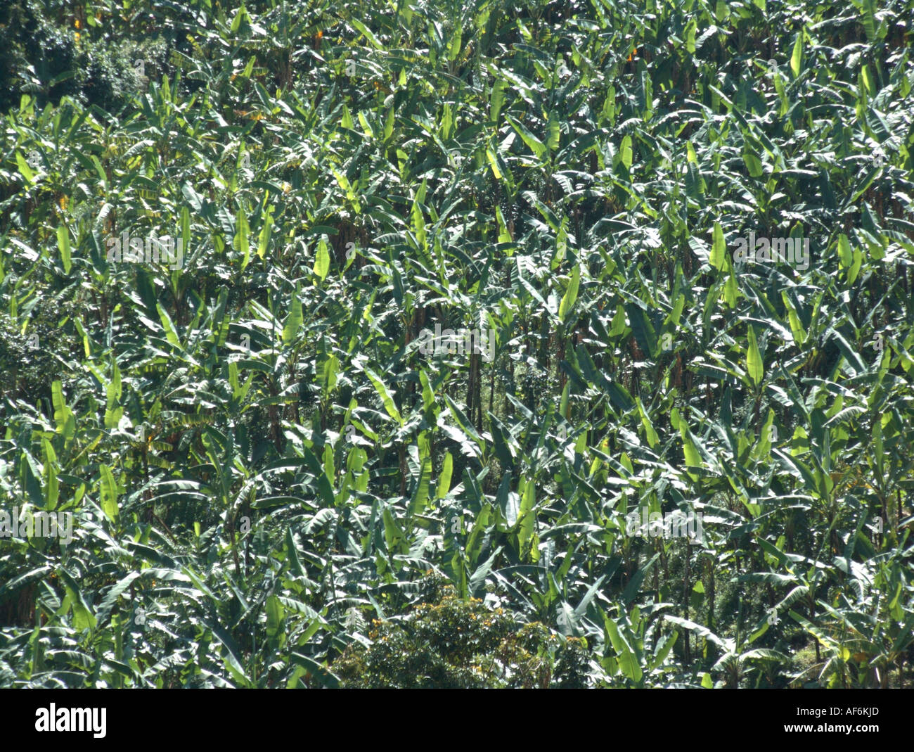 Vegetation on slopes mount hi-res stock photography and images - Alamy