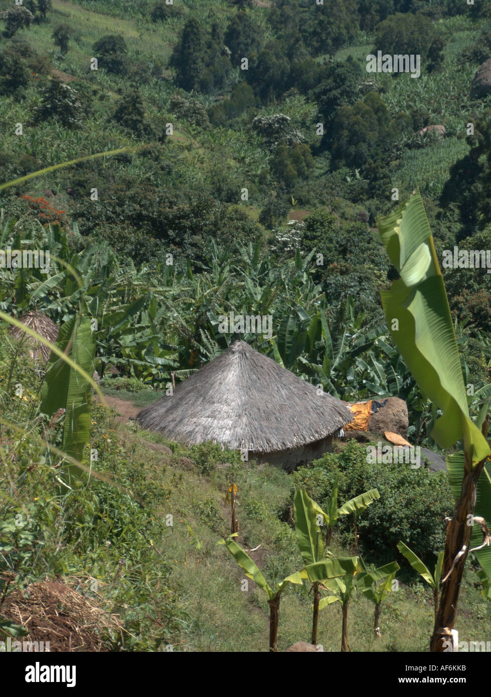 Homestead of a Sabiny family on the slopes of Mount Elgon Stock Photo ...