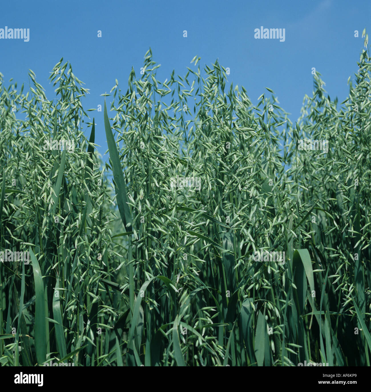 Oats crop in green ear agasinst blue sky Hereford Stock Photo - Alamy