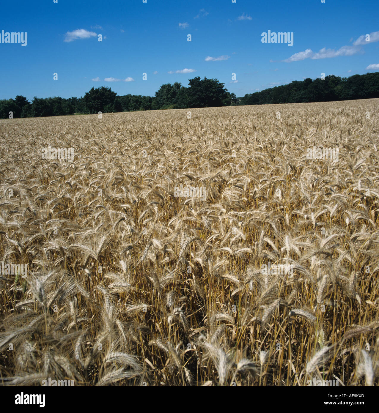 Tritcale hi-res stock photography and images - Alamy