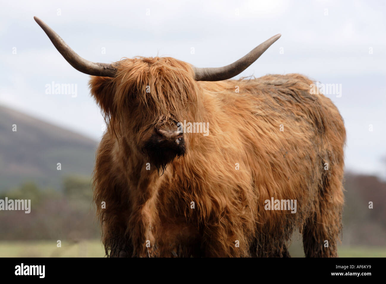 Highland cow 1779 Stock Photo - Alamy