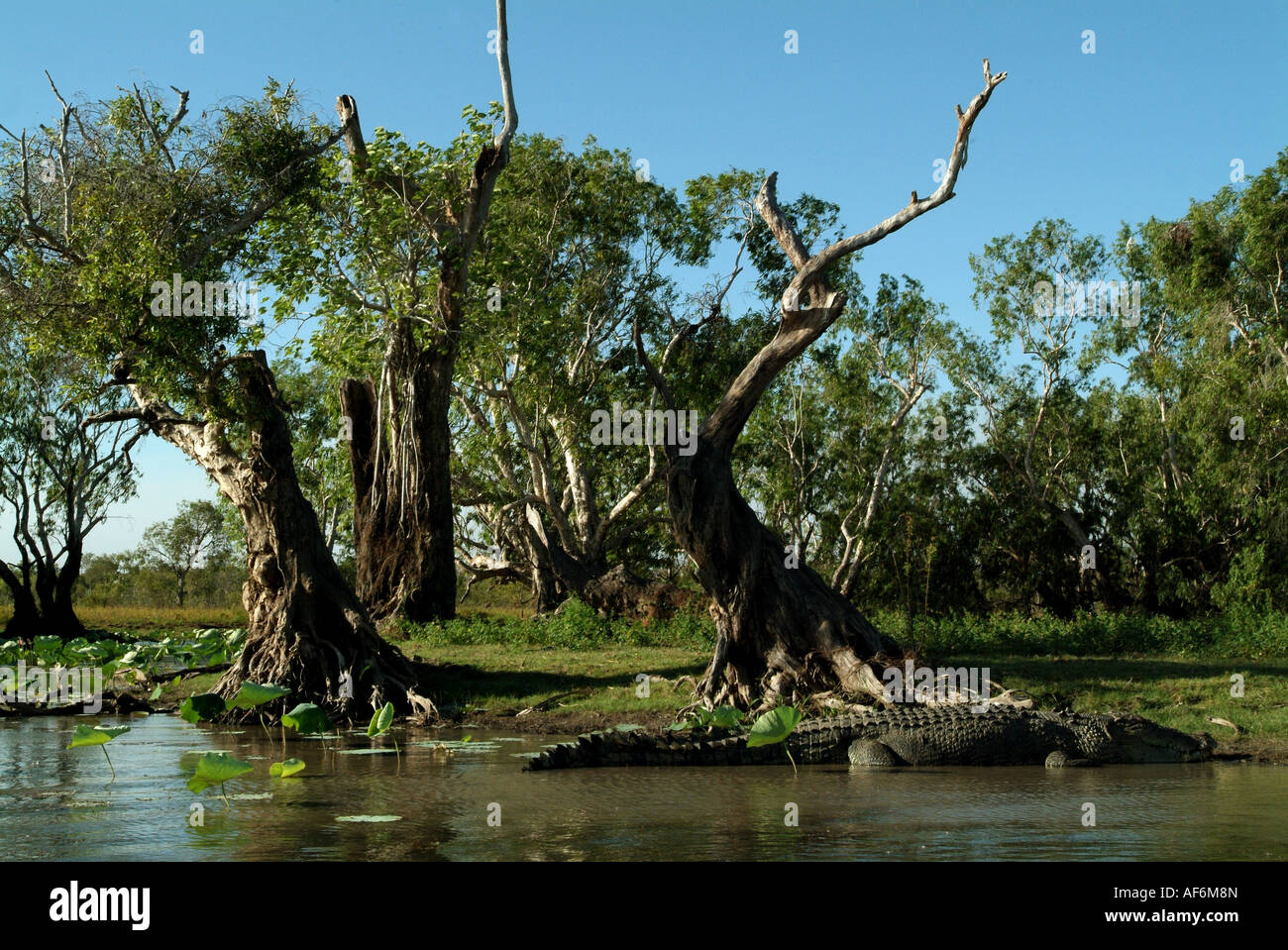 Australia Northern Territory Animals Stock Photo - Alamy
