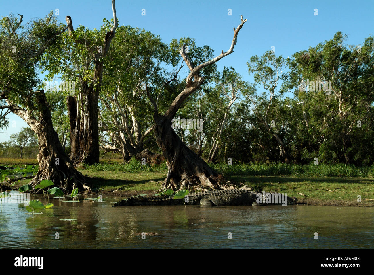 Australia Northern Territory Animals Stock Photo - Alamy