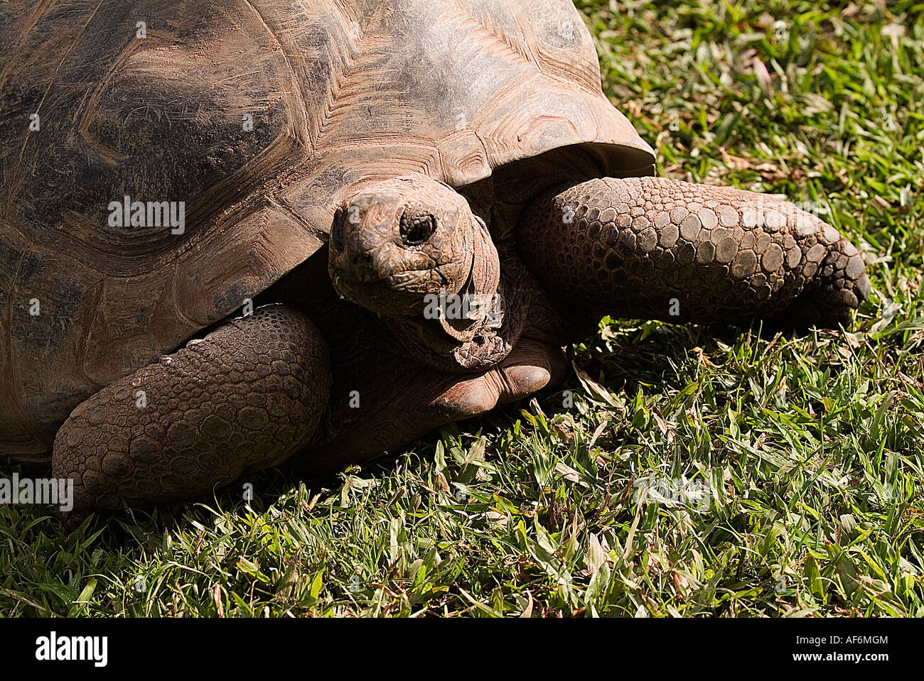 Australia Queensland Beerwah Stock Photo - Alamy