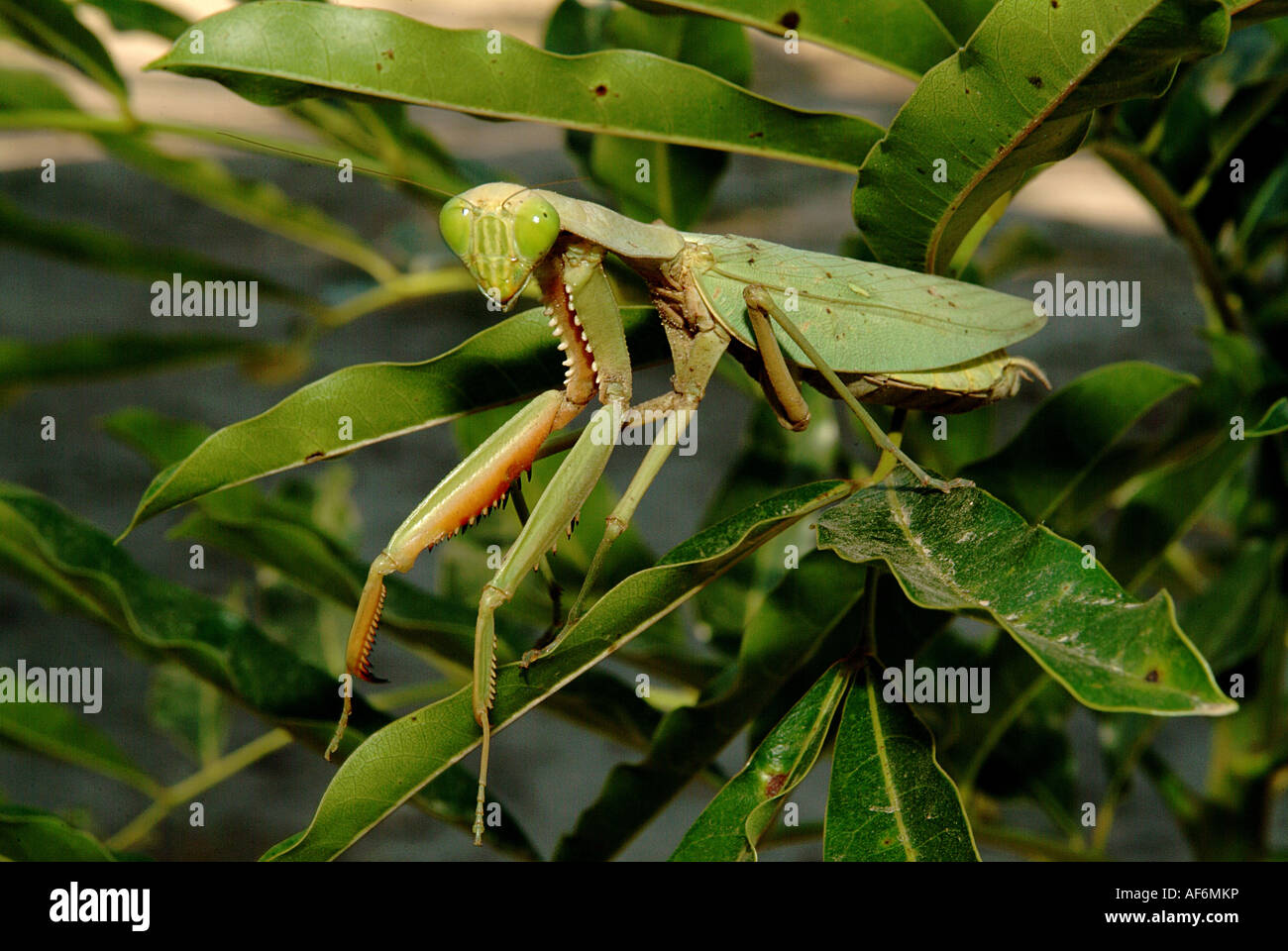 Karumba australia hi-res stock photography and images - Alamy