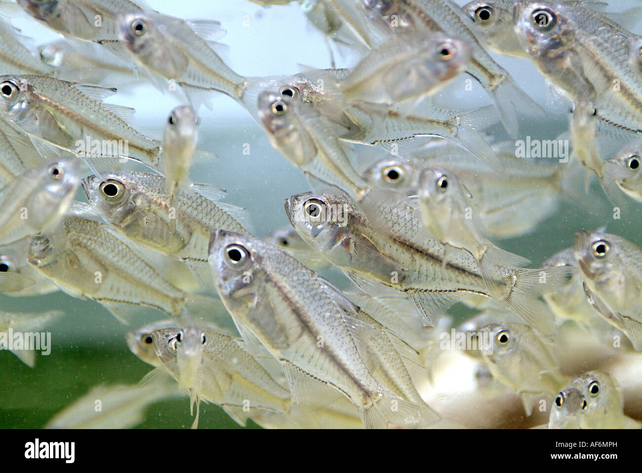 Mullet fish australia hi-res stock photography and images - Alamy
