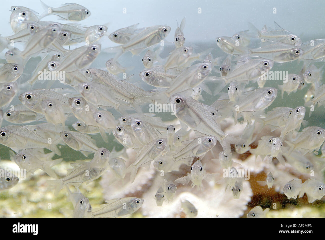 Mullet fish australia hi-res stock photography and images - Alamy