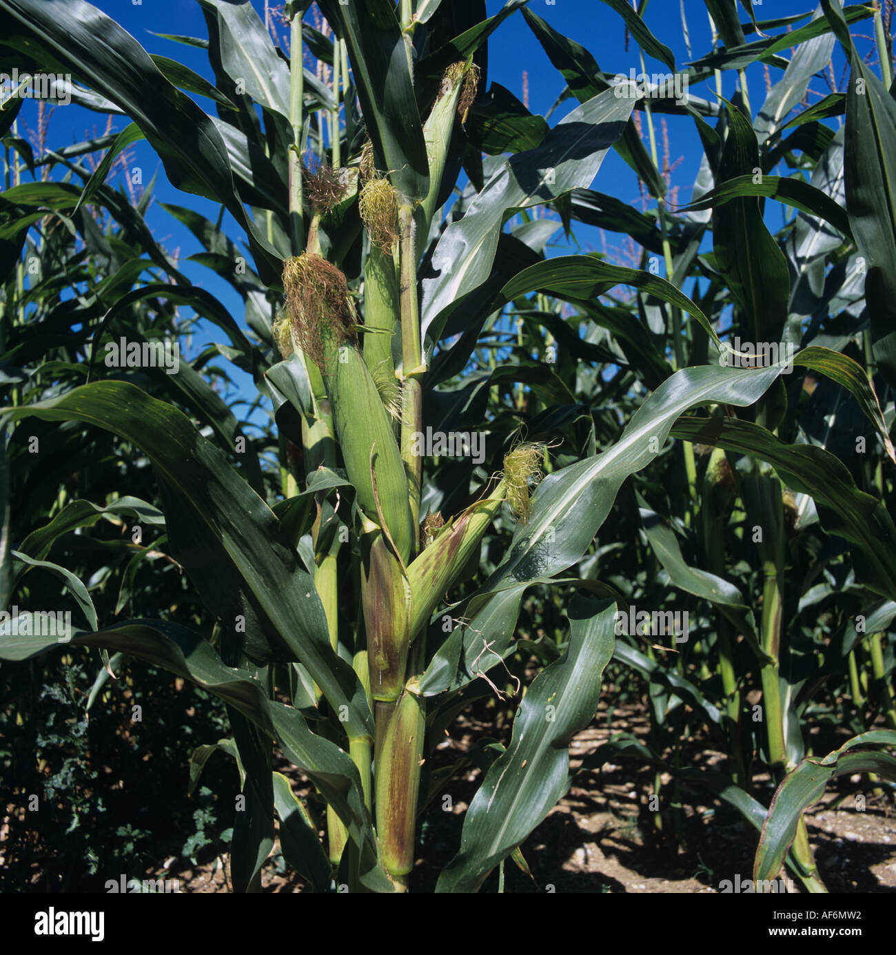 Close up mature maize cob hi-res stock photography and images - Alamy