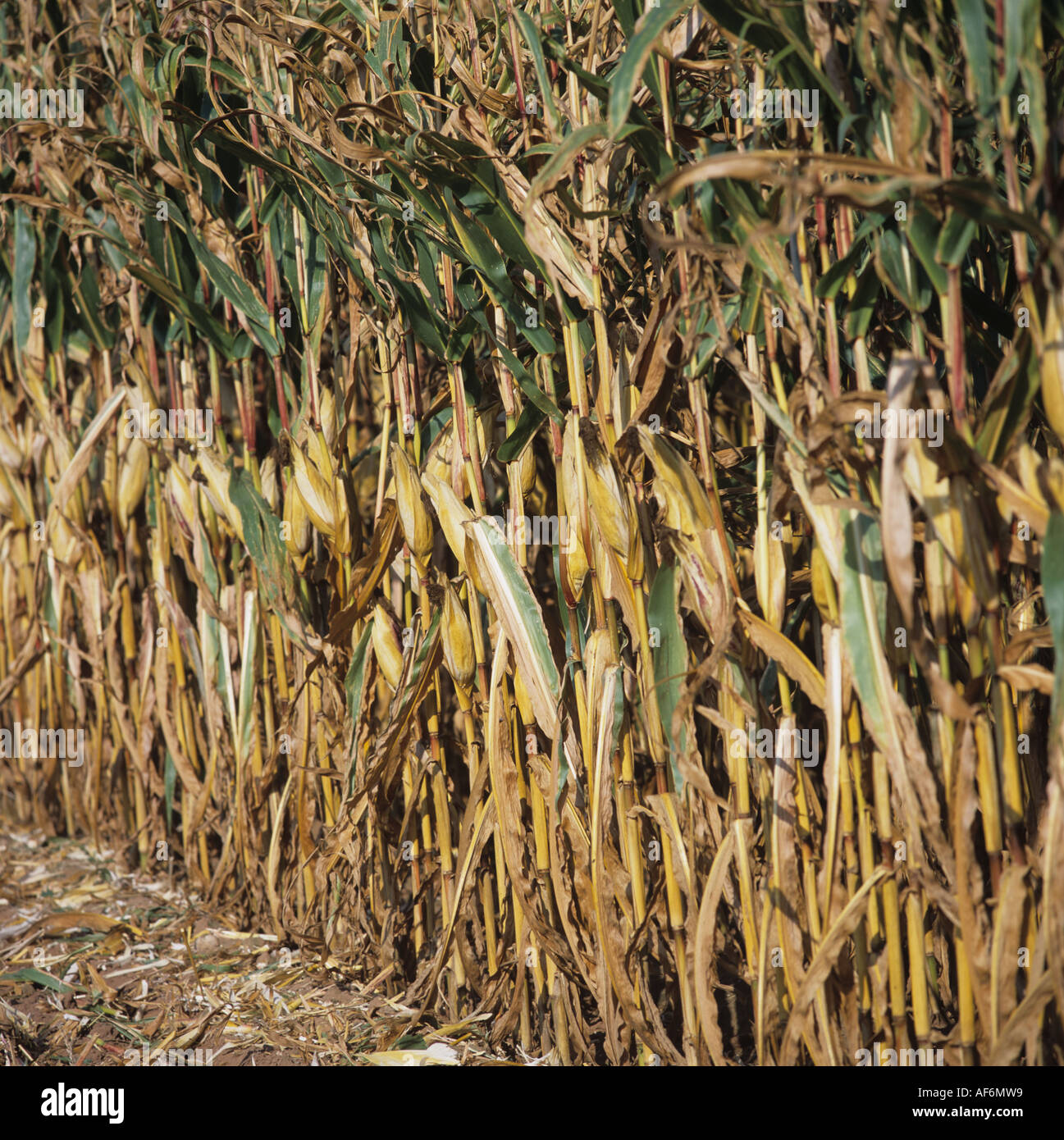 Combinable hi-res stock photography and images - Alamy