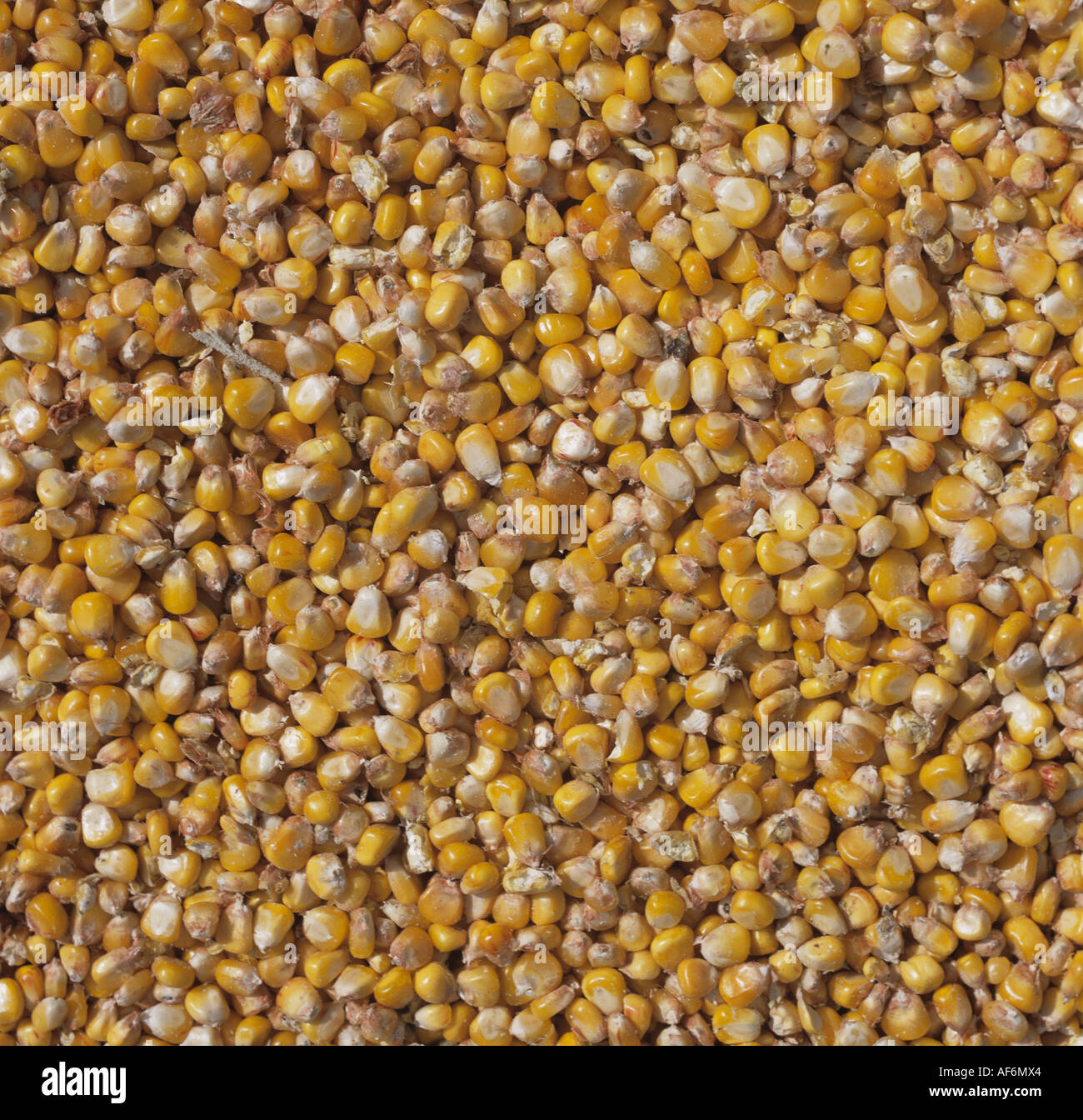 Maize or corn grain at harvest combined from a mature crop for animal ...