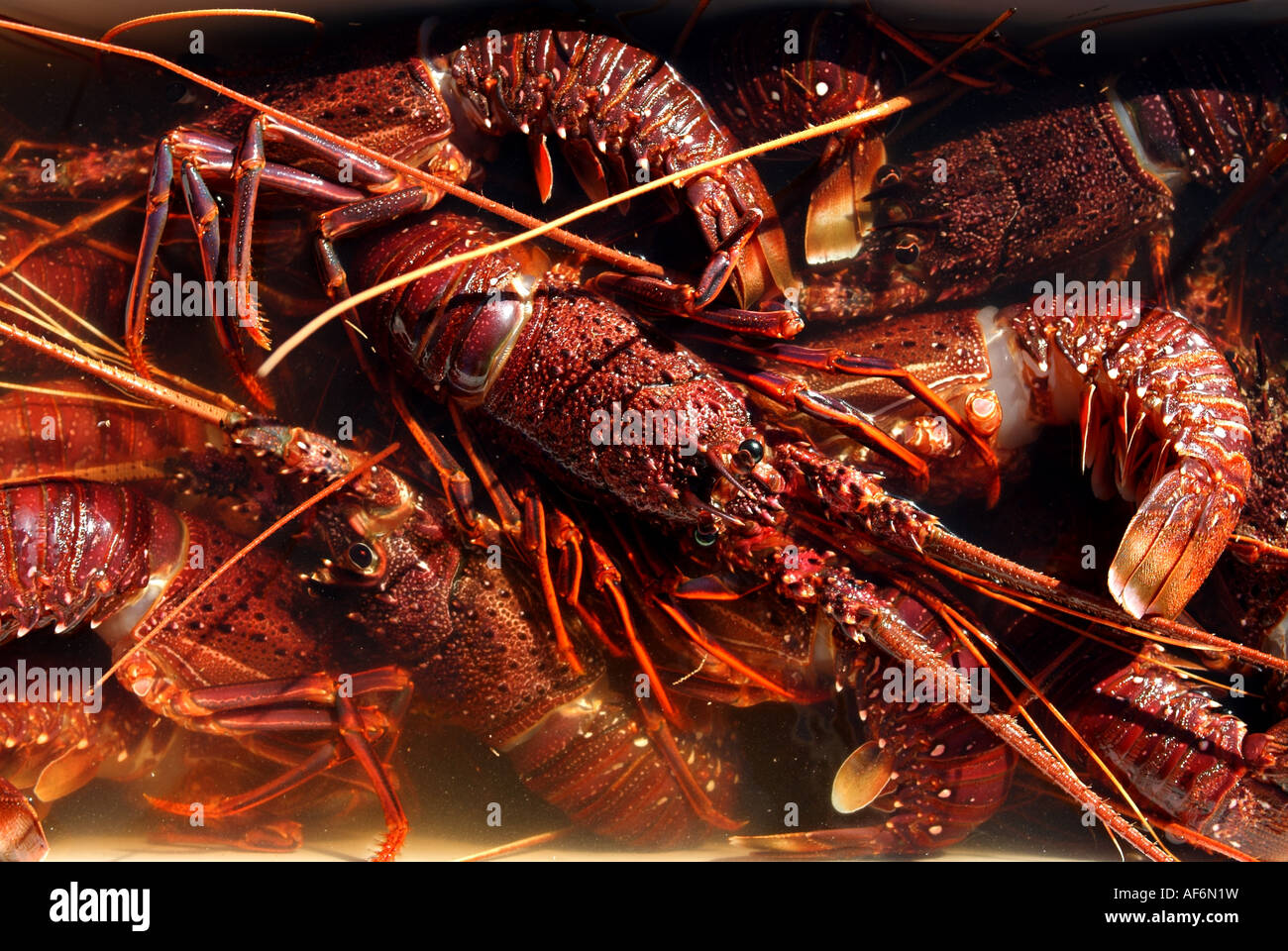 Dongara High Resolution Stock Photography and Images - Alamy