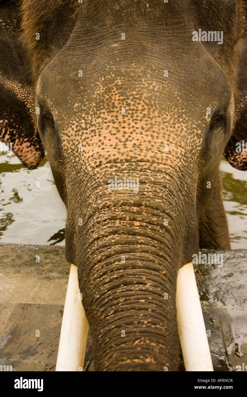 Elephant looking into camera Stock Photo - Alamy