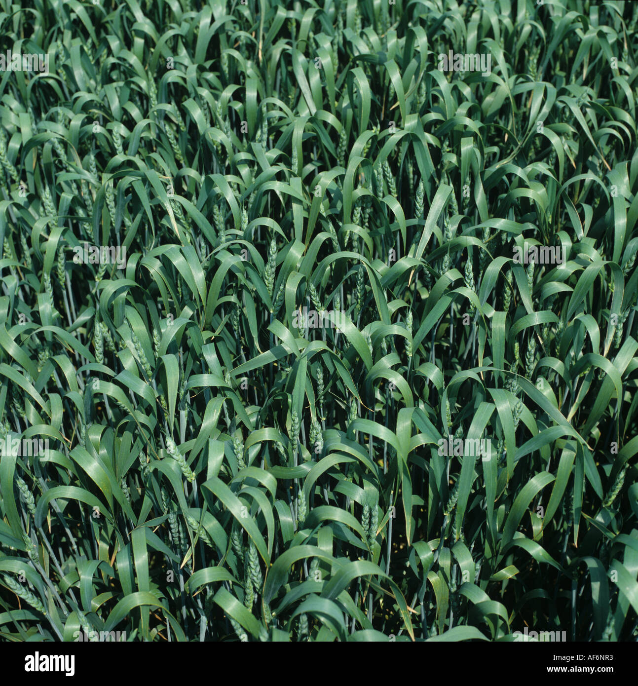 Even wheat crop with ears emerging and in boot Stock Photo - Alamy