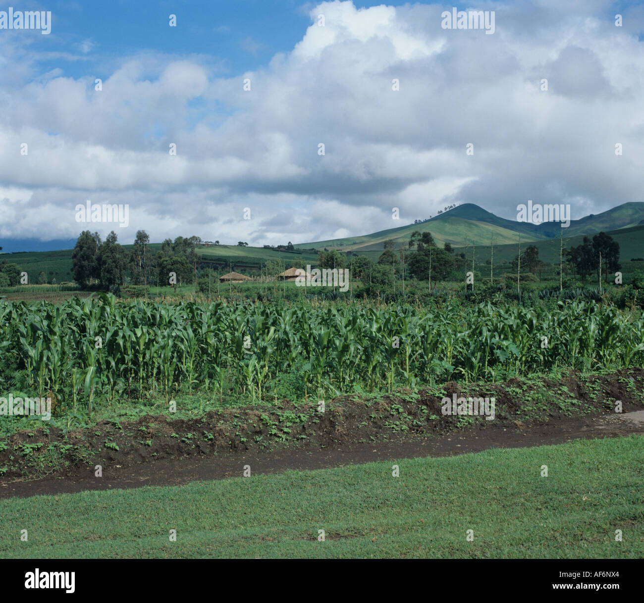 Cropping vegetable farmland with a maize crop slopes of Mt Meru ...